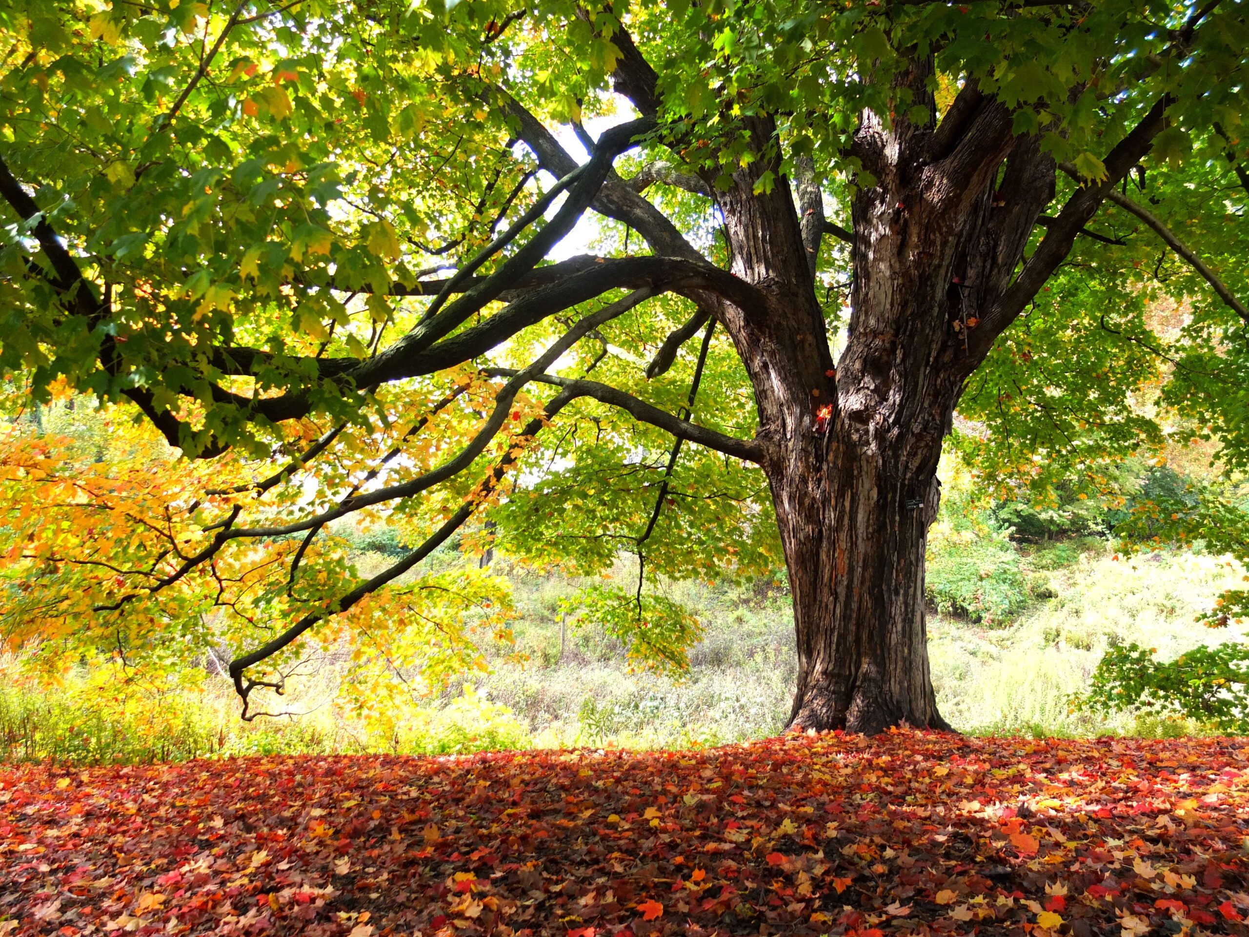 Cloning for Posterity - Reeves-Reed Arboretum